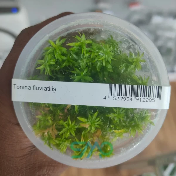 IC464 Tonina Fluviatilis | ADA Tissue Culture - Sri Maha Plants