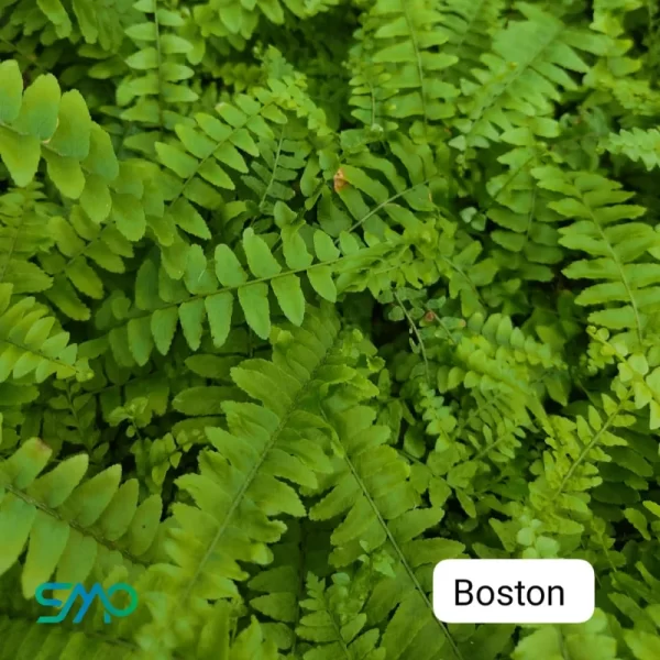 Boston Fern | Terrarium Plants | SMP - Sri Maha Plants