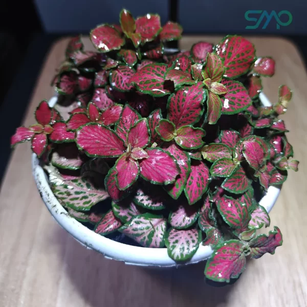 Fittonia 'Pink Forest Flame' | Terrarium Plants | SMP - Sri Maha Plants