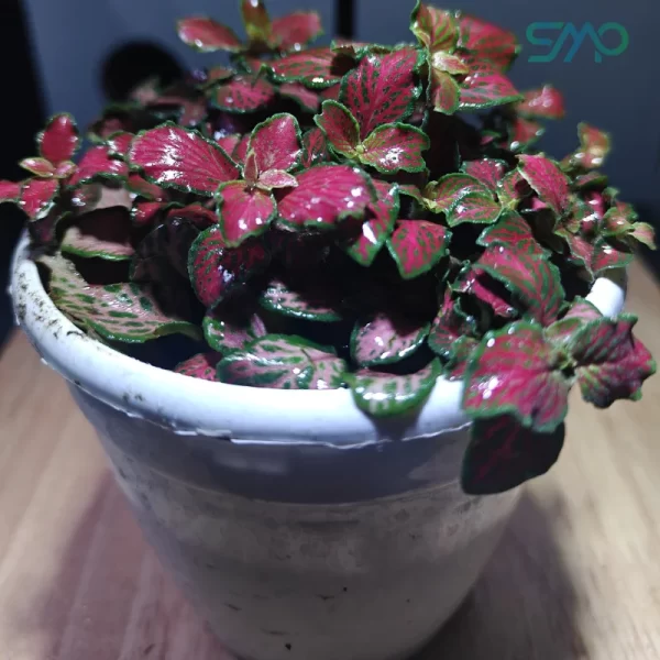 Fittonia 'Pink Forest Flame' | Terrarium Plants | SMP - Sri Maha Plants