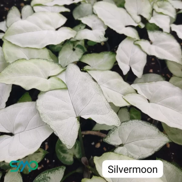 Syngonium 'Silver Moon' | Terrarium Plants - Sri Maha Plants