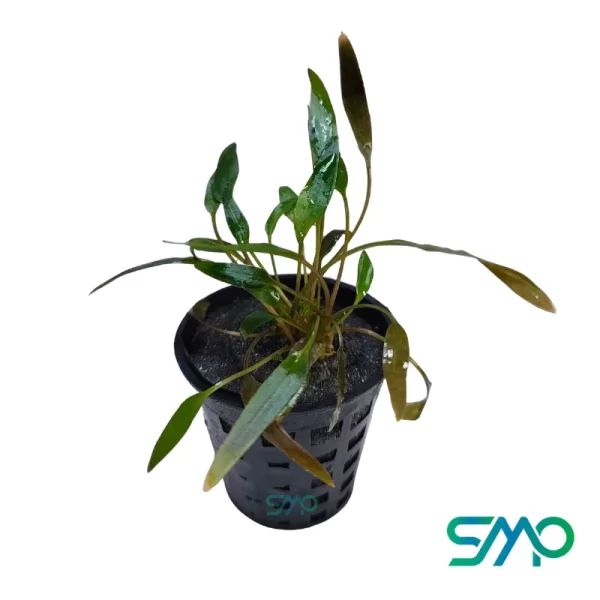 Buy Cryptocoryne Axelrodi Online | Low-Light Aquatic Plants – SMP